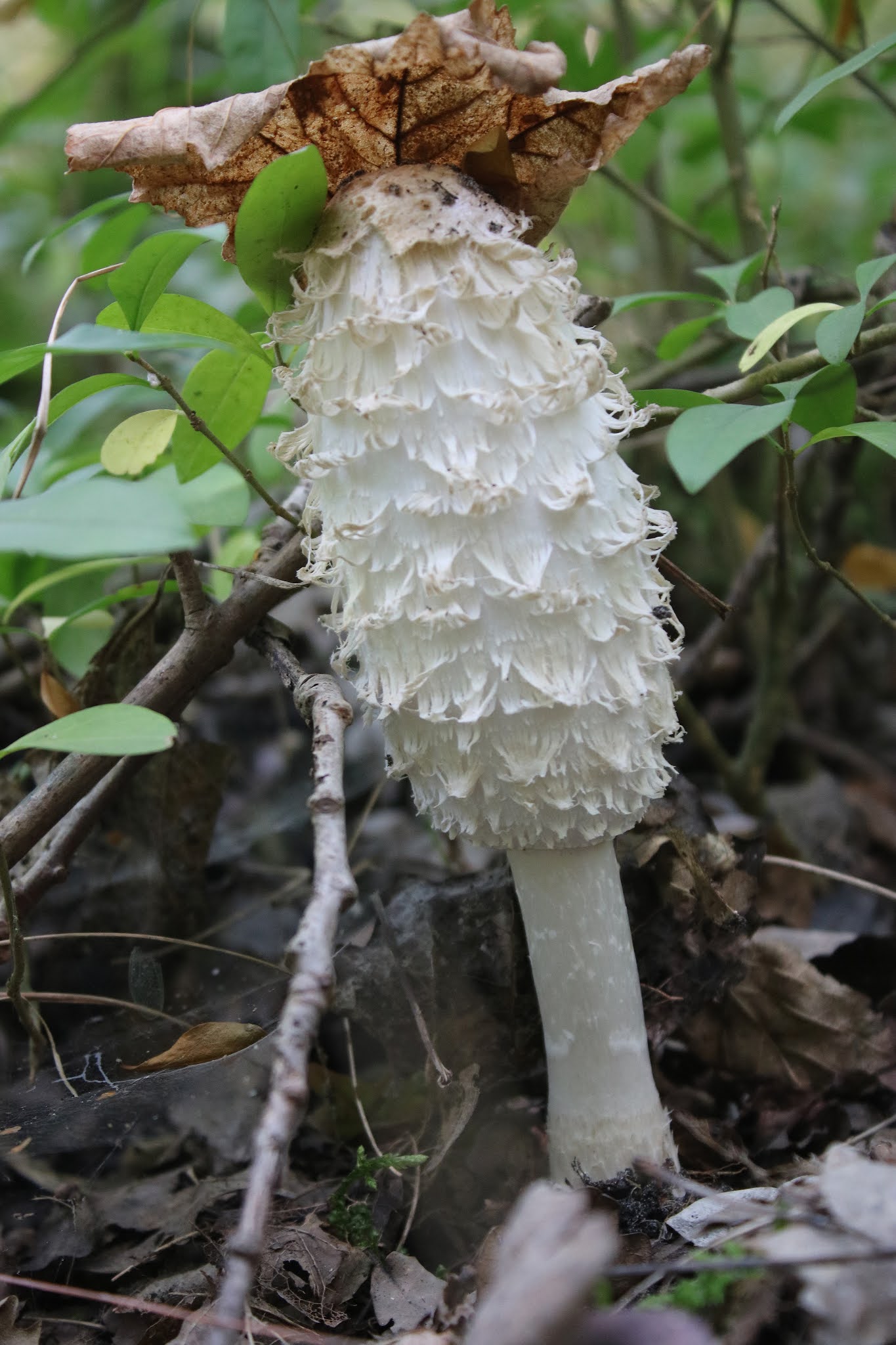Paddestoelen: Coprinaceae