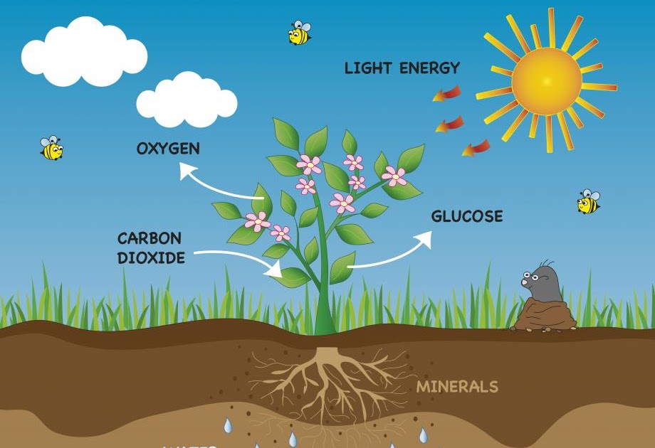 Las plantas primaria: La fotosíntesis: