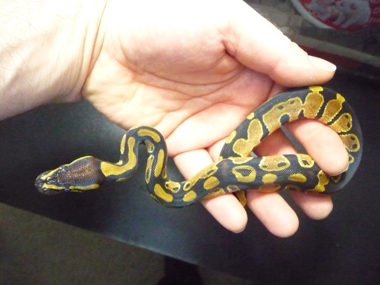 Constrictor Chile cria y venta de serpientes pitones bolas Santiago ...