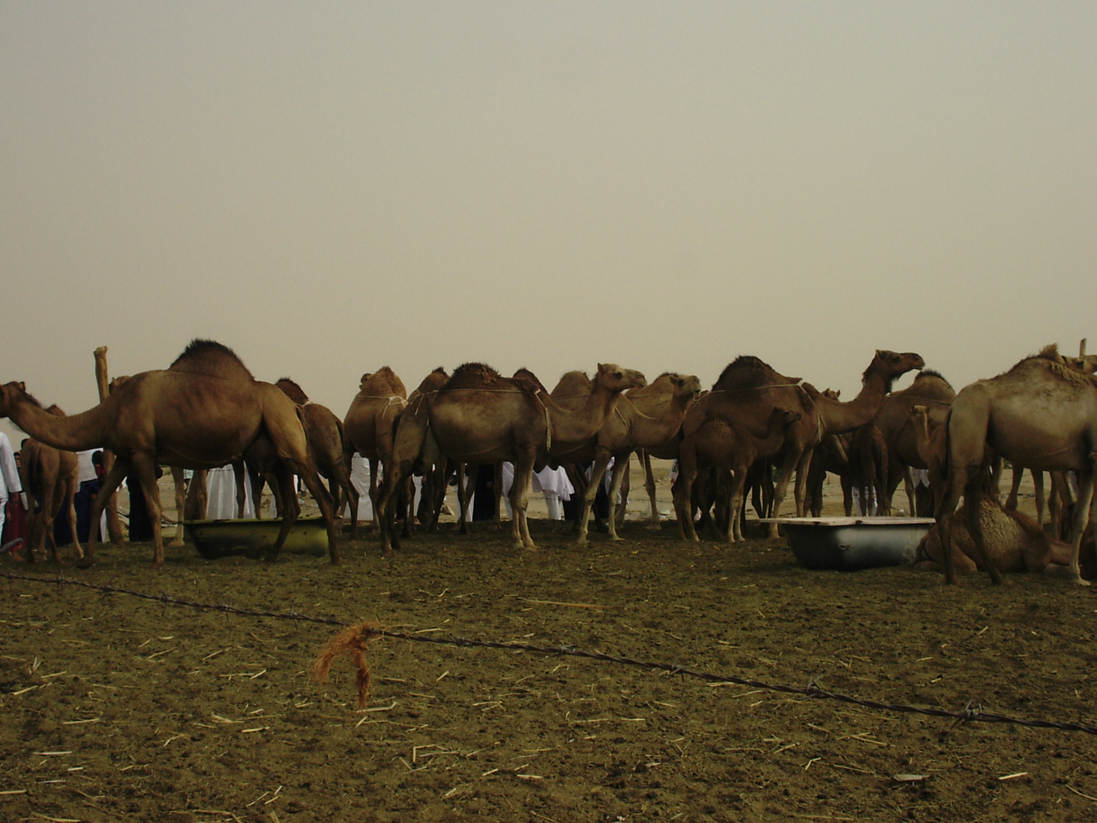 LADANG UNTA DALAM PERJALANAN KE MASJID HUDAIBIYAH