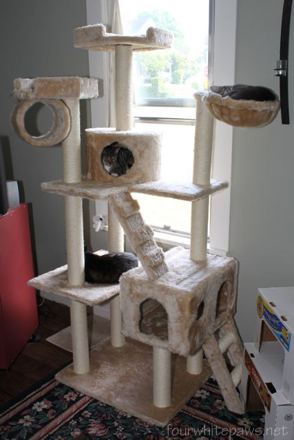 fourwhitepaws: Casita Cat Condo