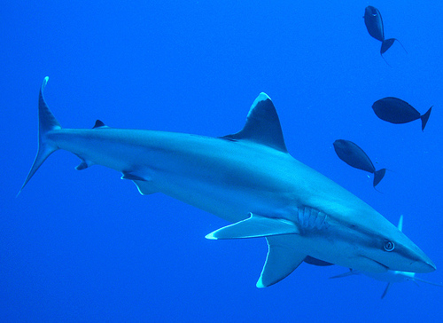 EKOGEO: JENIS-JENIS IKAN HIU DI INDONESIA