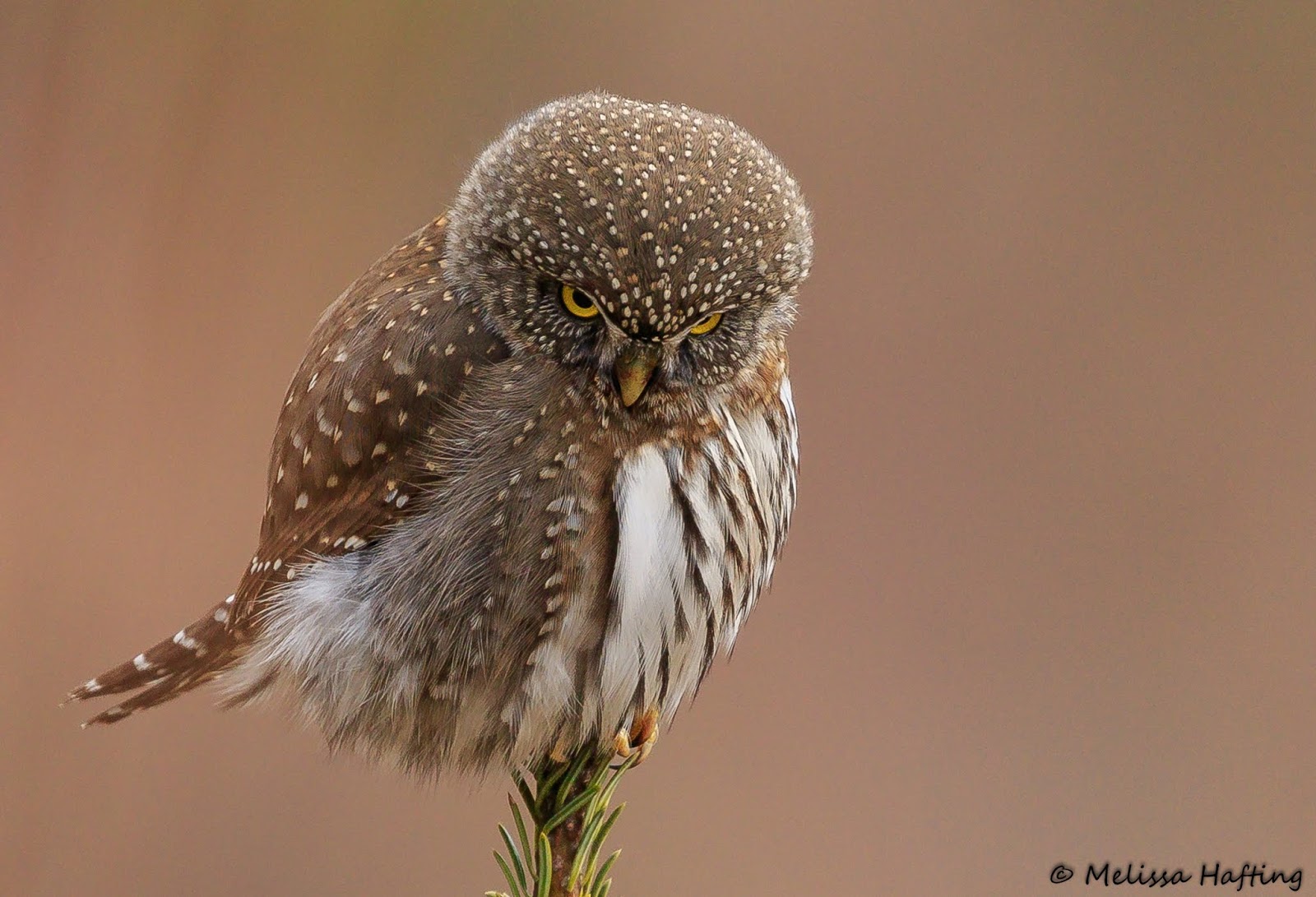 Cute Northern Pygmy Owl
