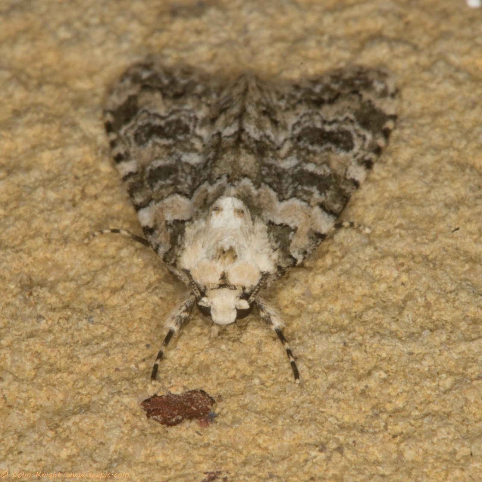 Postcards from Sussex: Wax Moth, Vine's Rustic and other moths