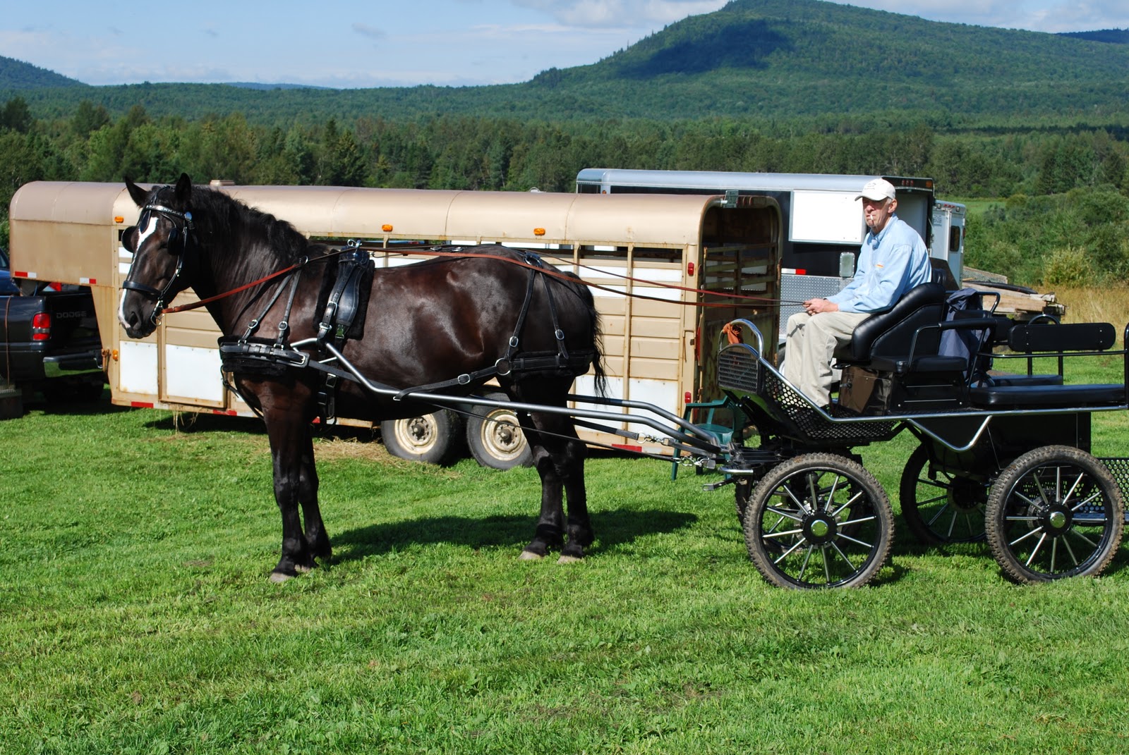 Ferme du Sault: Cheval percheron, notre jument Laury