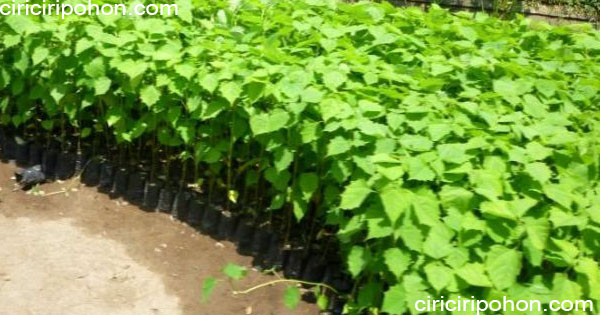 Cara Mempersiapkan Tempat Pembibitan Pohon Jati - Ciriciripohon.com