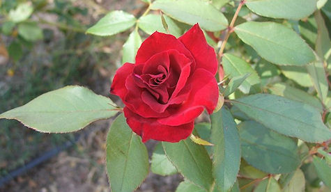 The Presurfer: A Dozen Interesting Facts About Roses