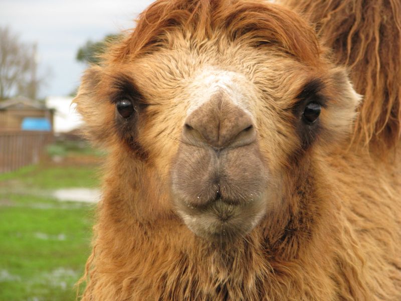 backyard critter watch: Camels in the Backyard