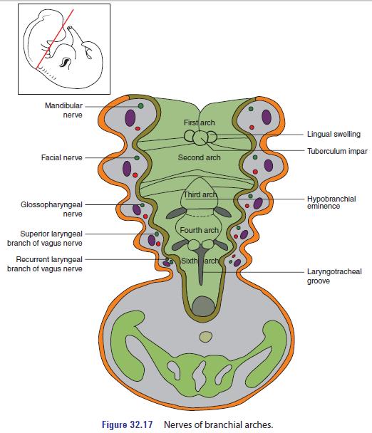 embryology l Oral histology and biology MCQs for dental students ...