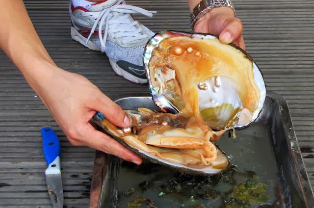 Así se forman las perlas en las ostras…