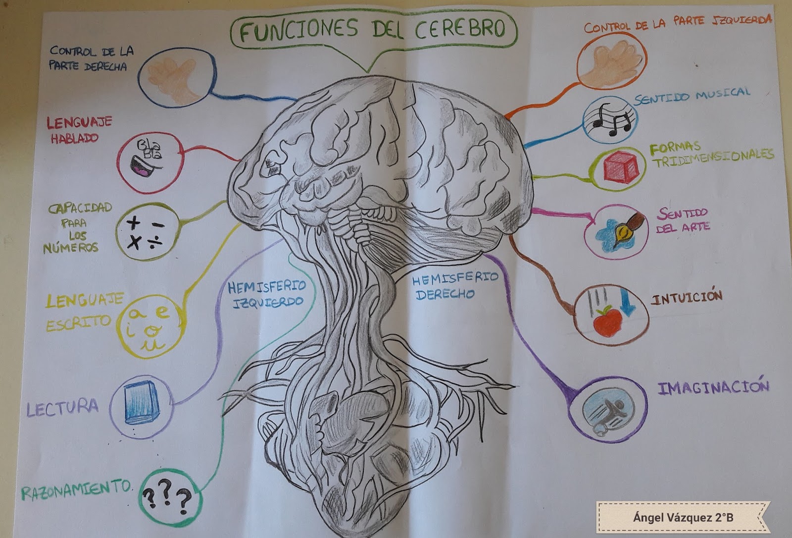 Funciones Del Mapa Cerebral