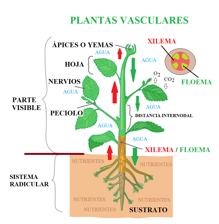 CAD creative aquarium design: LA ALIMENTACION DE NUESTRAS PLANTAS II ...