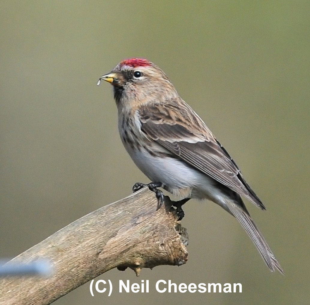 British Wildlife Photography: Lesser Redpoll