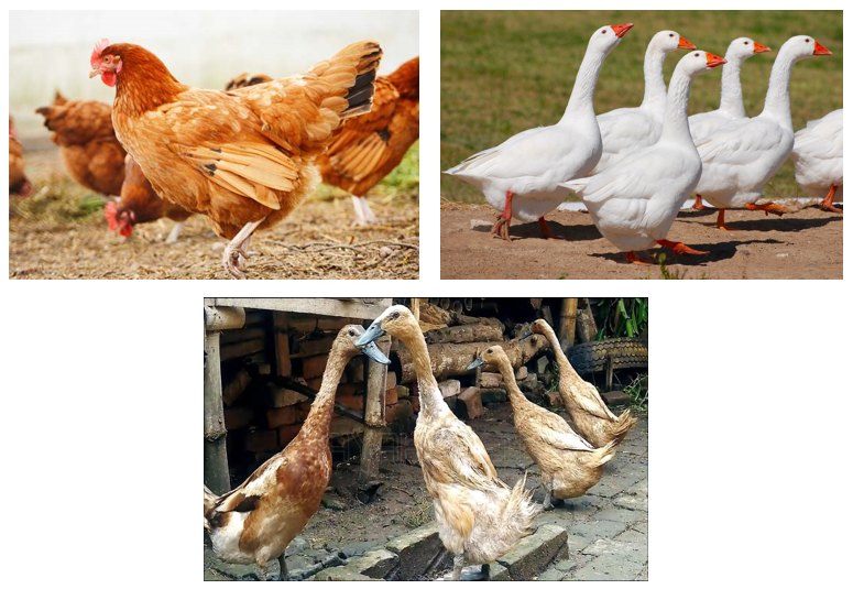 Keanekaragaman Hayati Tingkat Gen, Jenis, dan Ekosistem ~ Arena Edukasi