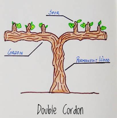 Vine Anatomy - Vine Training Systems.