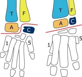 Evolutionary Vertebrate Zoology: July 2012