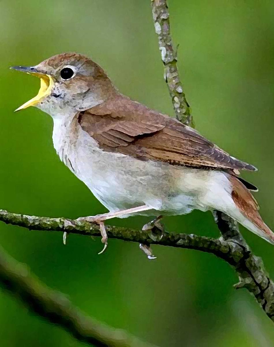 "S" obéit et "R" agit: Bonjour beau rossignol sauvage...♫