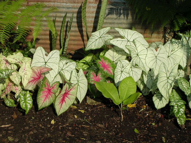 Caladium - Elephant ear care and culture | Travaldo's blog