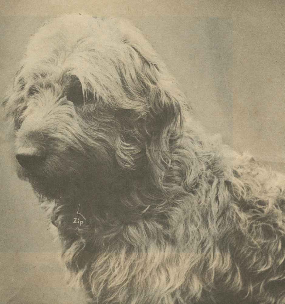 Neato Coolville: ZIP THE DOG FROM MY WEEKLY READER SURPRISE