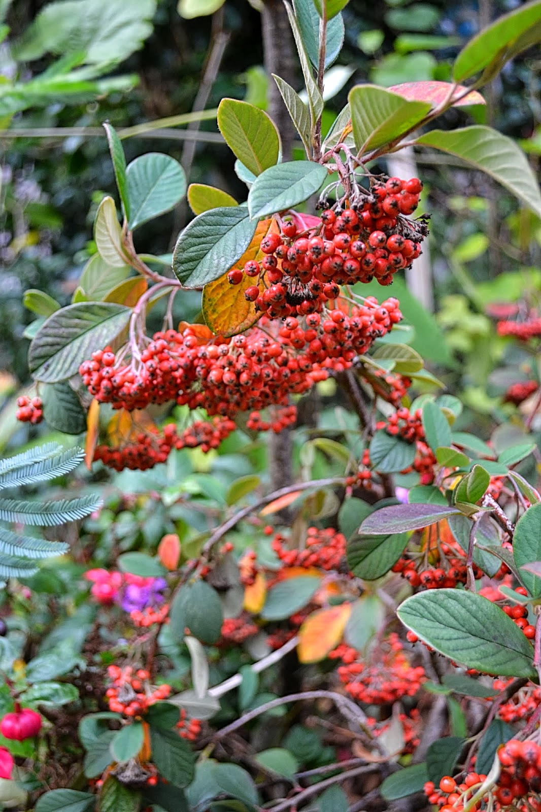 The Outlaw Gardener: Cotoneaster Parneyi / Lacteus My Favorite Plant ...