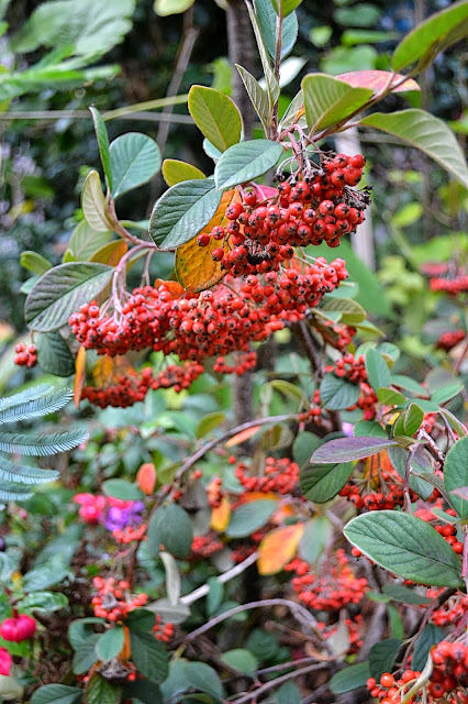 The Outlaw Gardener: Cotoneaster Parneyi / Lacteus My Favorite Plant ...