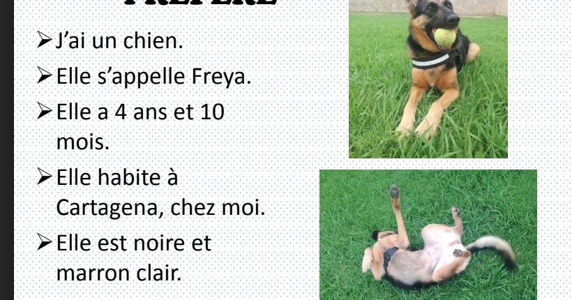 Vive le Français!: Mon animal préféré