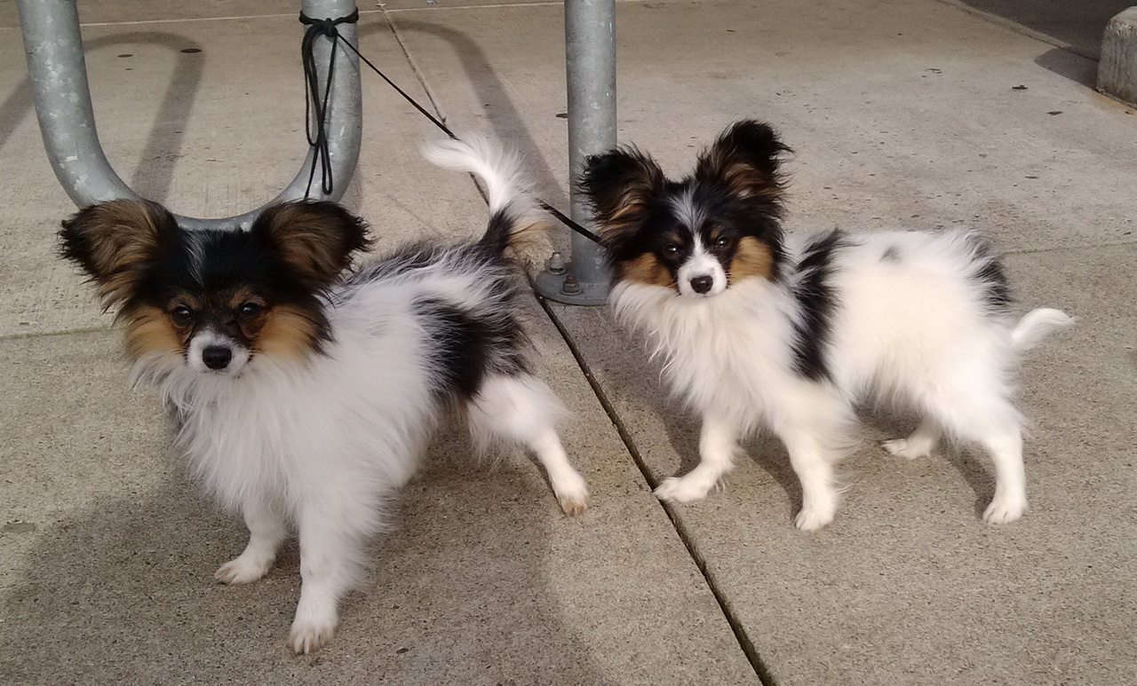 Road's End Papillons : 4 Months old Papillon Puppies
