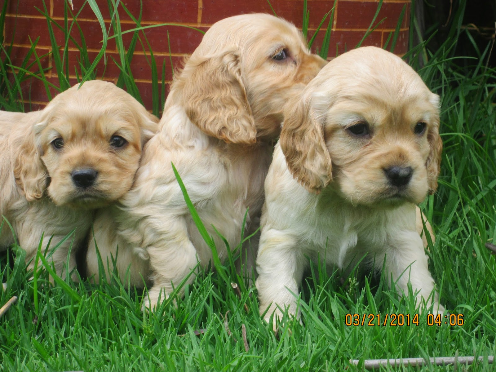 HOGAR CANINO MI MEJOR AMIGO: VENTA DE HERMOSOS CACHORROS COCKER SPANIELS