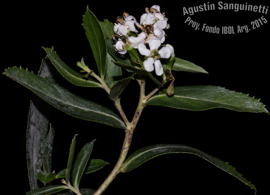 Argentina nativa: Árbol del pito (Escallonia megapotamica)