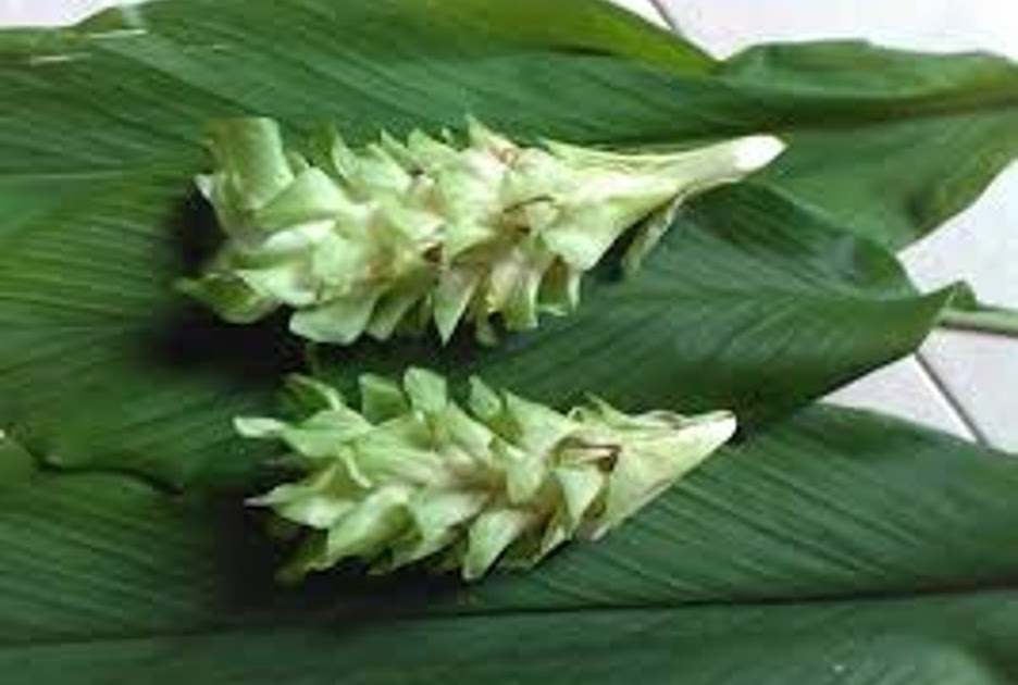 Dalam: KHASIAT BUNGA KUNYIT