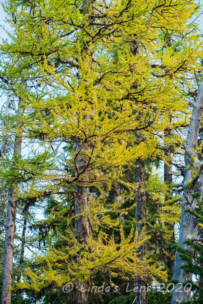 Linda's Lens: Larch March