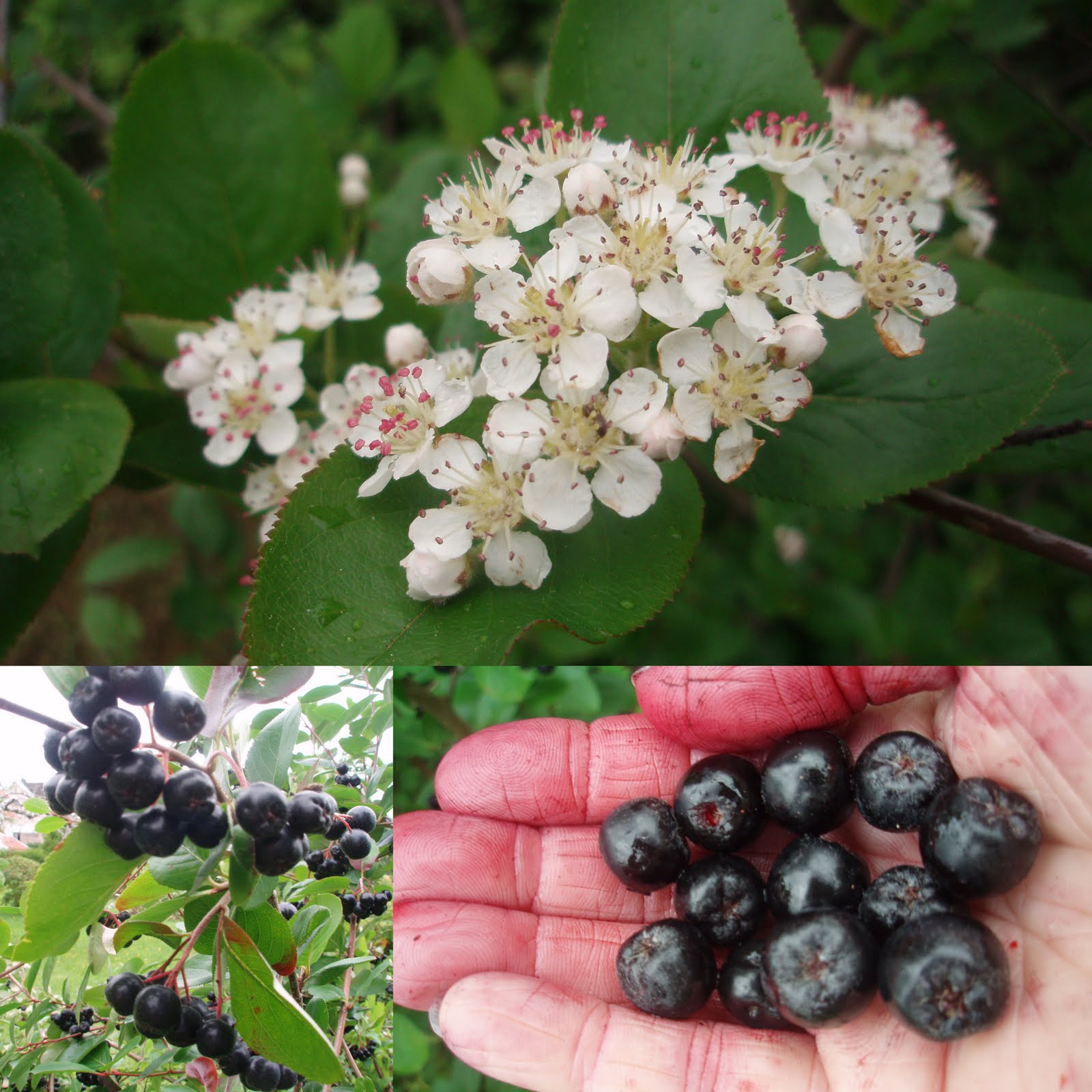 Chokeberry Black - Aronia Melanocarpa