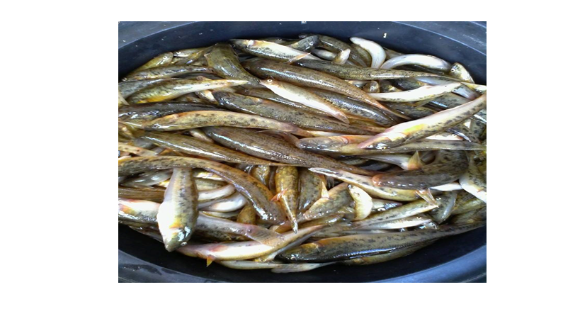 The Edible Landmarks of ILOCOS NORTE