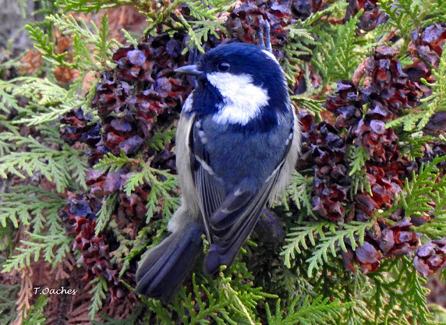PASARI DIN ROMANIA: PITIGOI DE BRADET, Periparus ater