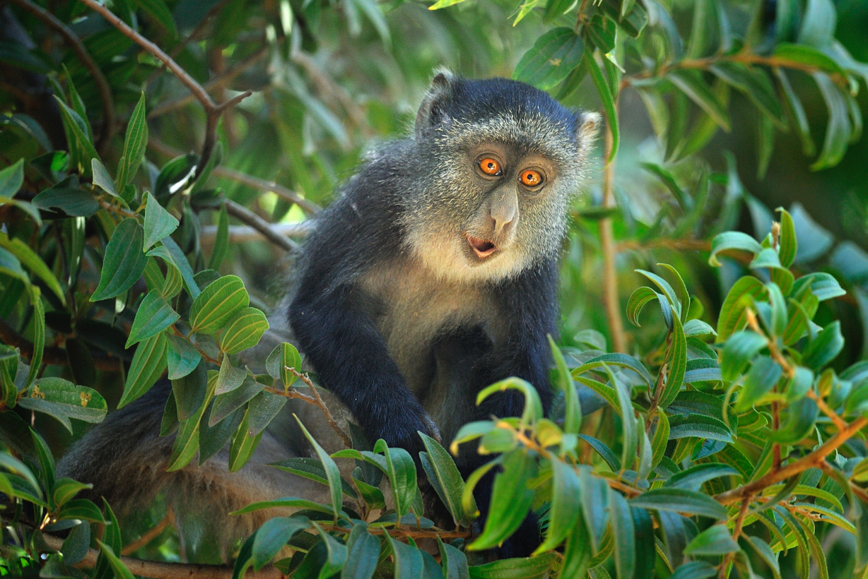 Let's Talk Primates: 2016