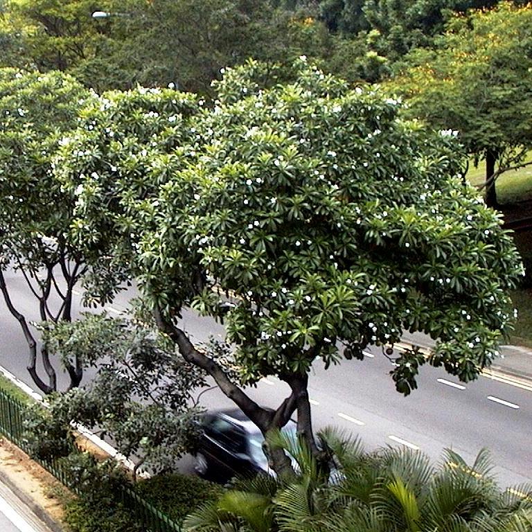 20 Pilihan Pokok-Pokok Teduhan Berbunga