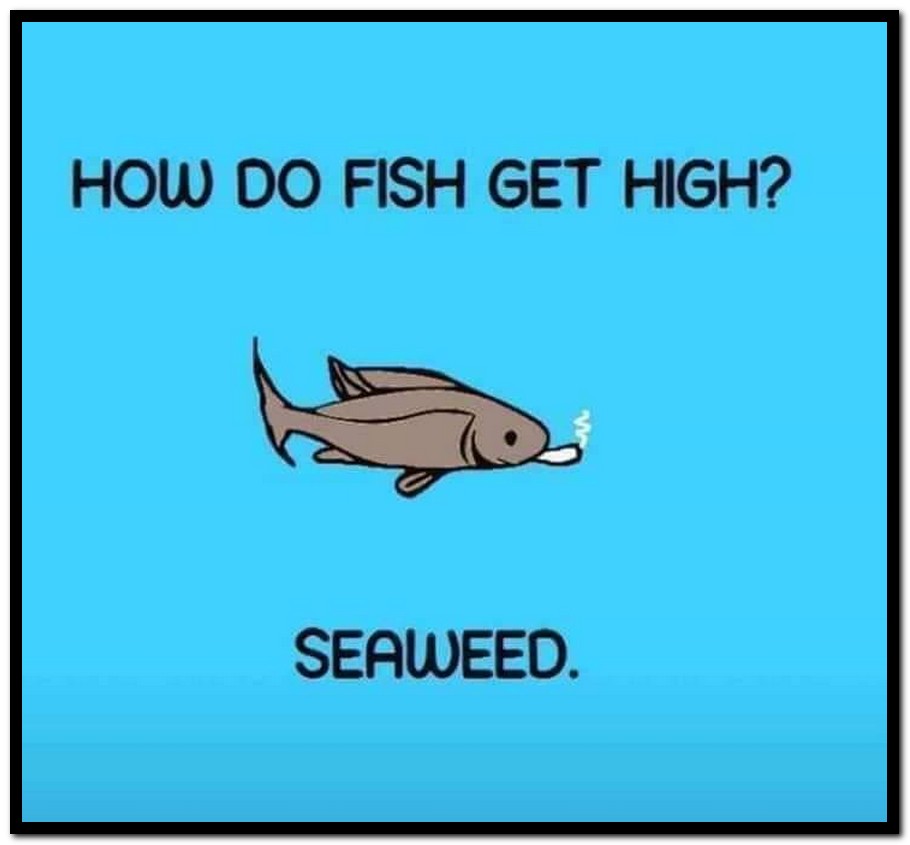 Chuck's Fun Page 2: Puns and word play - 30 images