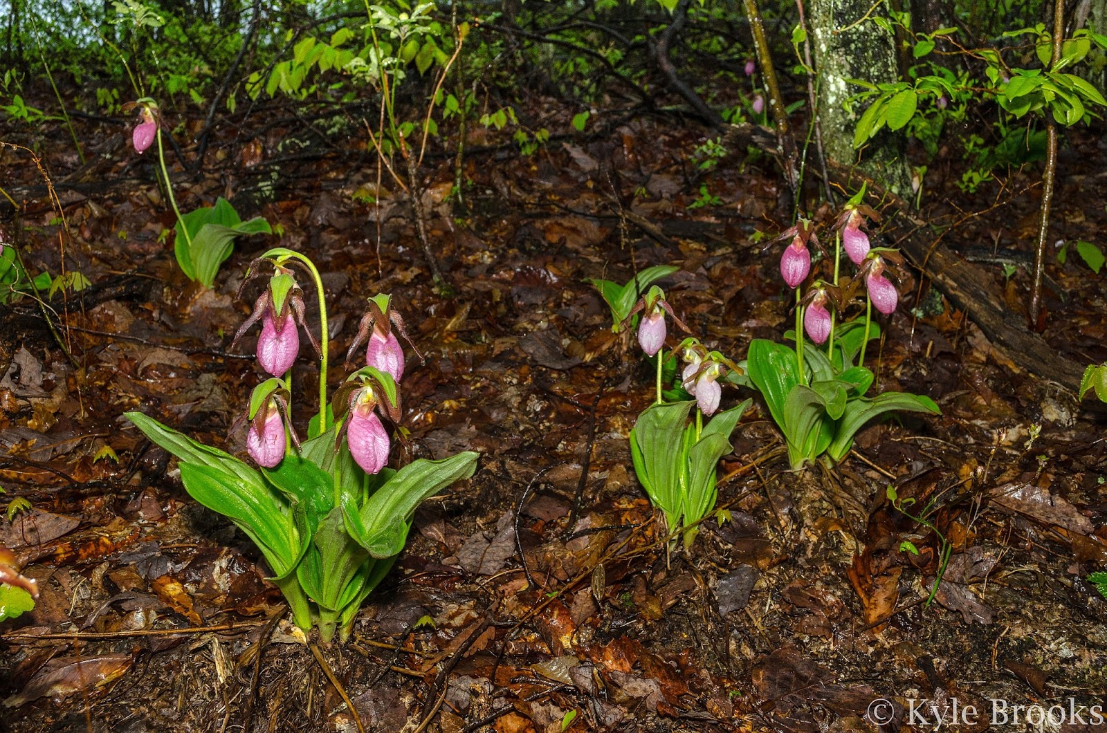 On the Subject of Nature: Six Orchids from Southern Ohio