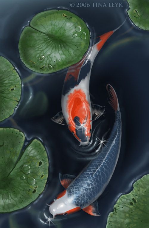 Facts about Koi fish