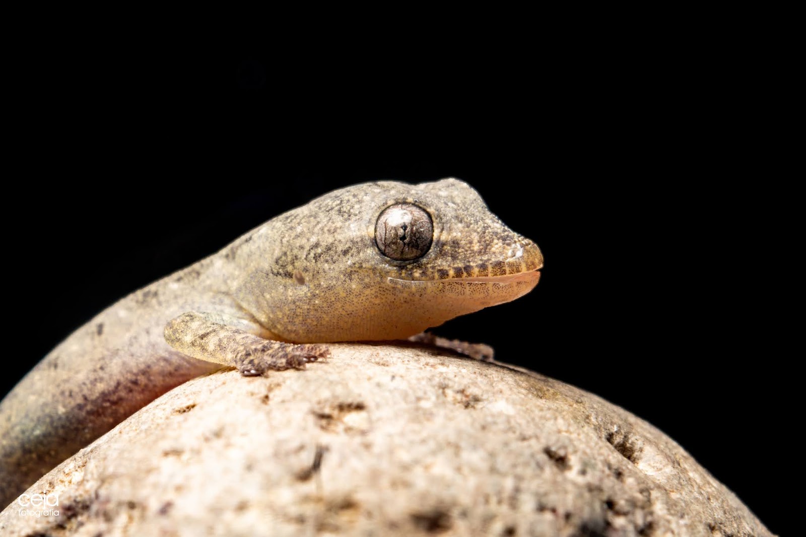 CEJA | Fotografía: Gecko Enlutado - Mourning Gecko (Lepidodactylus ...