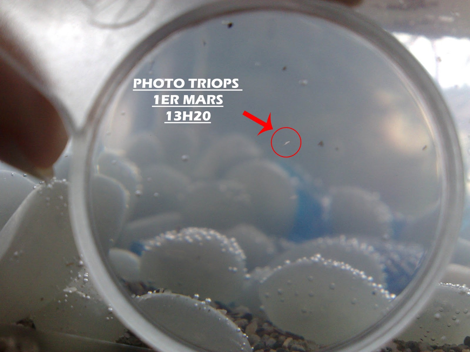 Les Triops de Mattéo: Mes triops jour 1