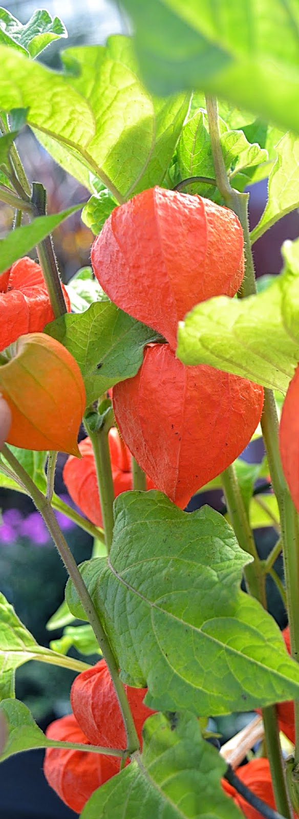 The Outlaw Gardener: Physalis Alkekengi is My Favoirte Plant...This Week