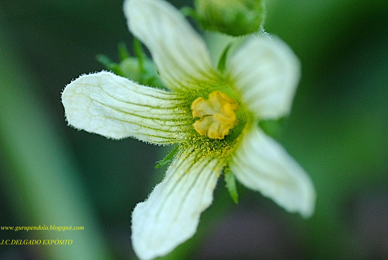 gurupendola: NUEZA BLANCA Bryonia dioica