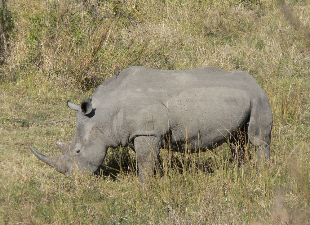 AFRIŠKE ŽIVALI: NOSOROG (Rhinocerotidae)