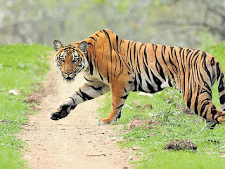 Tiger Sighting in Pench Tiger Reserve - Luxury Stay in Pench