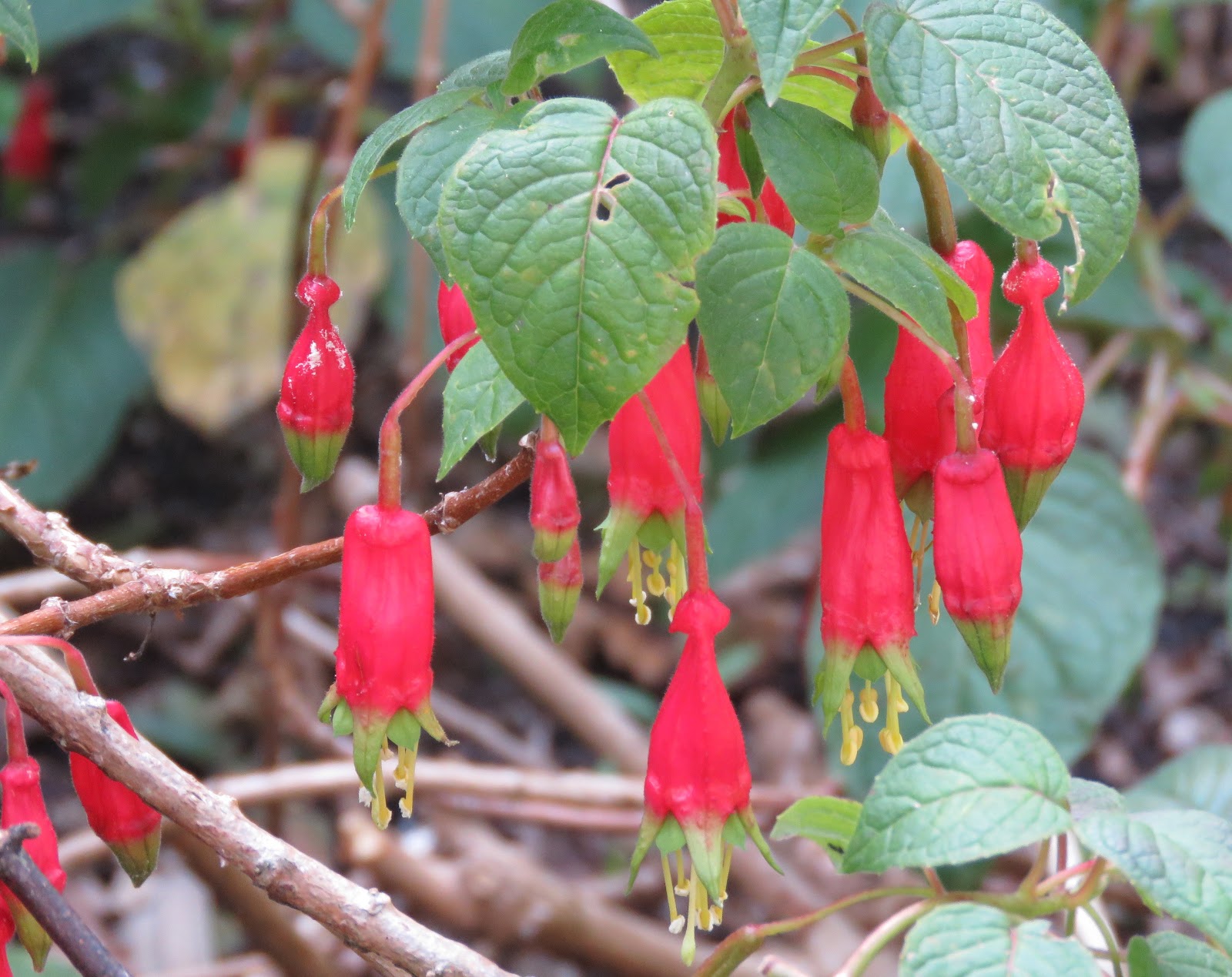 New Zealand's tree fuchsia subject to possum deciduousness