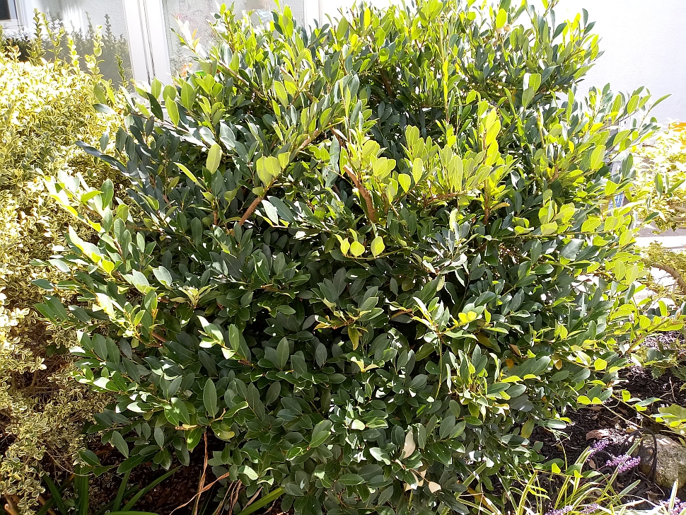 Future Plants by Randy Stewart: Isu Tree