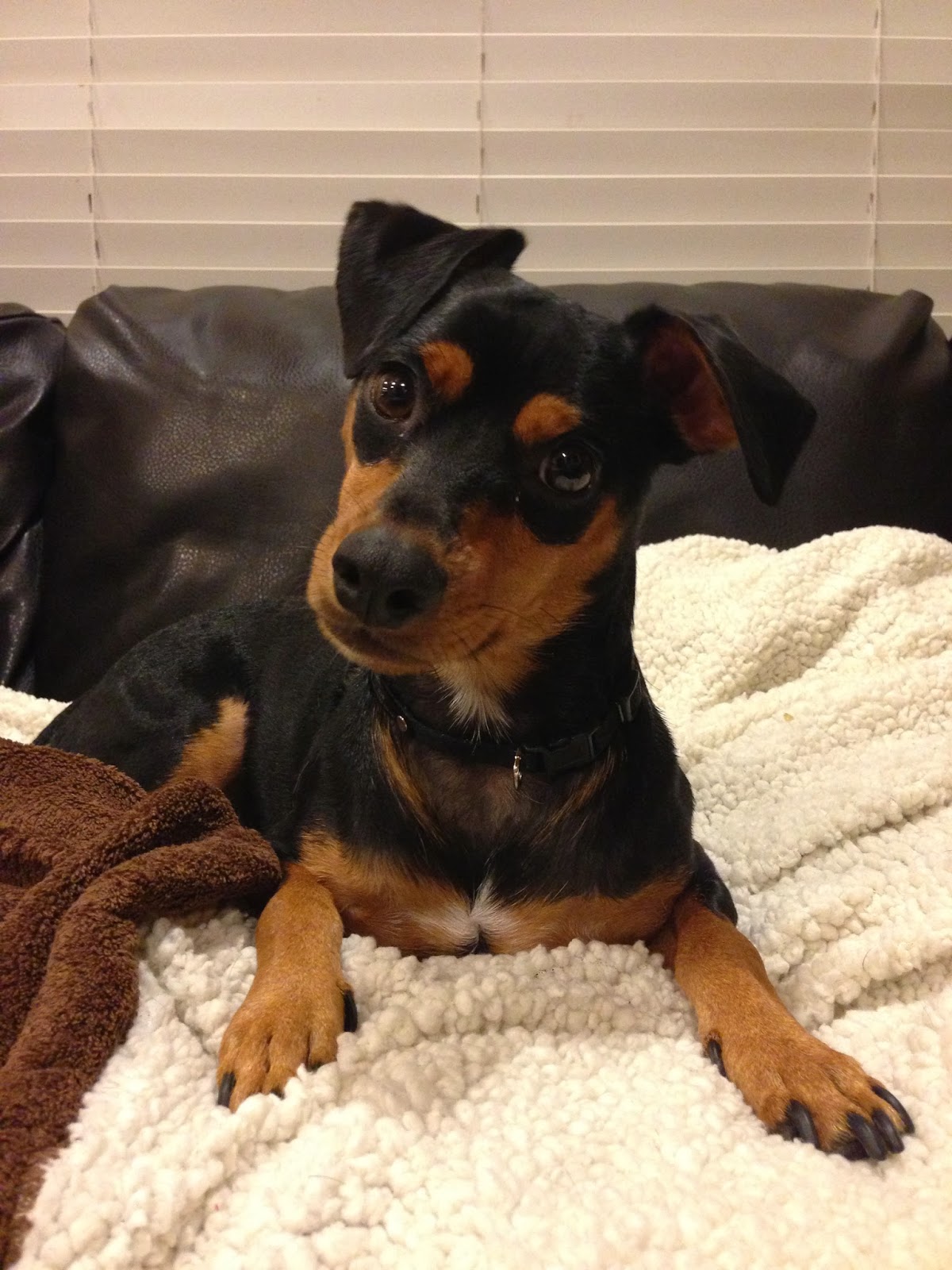 1 year old doxiepin selfies ~ Anze the DoxiePin Dog