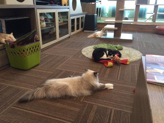 5 Kafe Kucing yang Terkenal di Indonesia