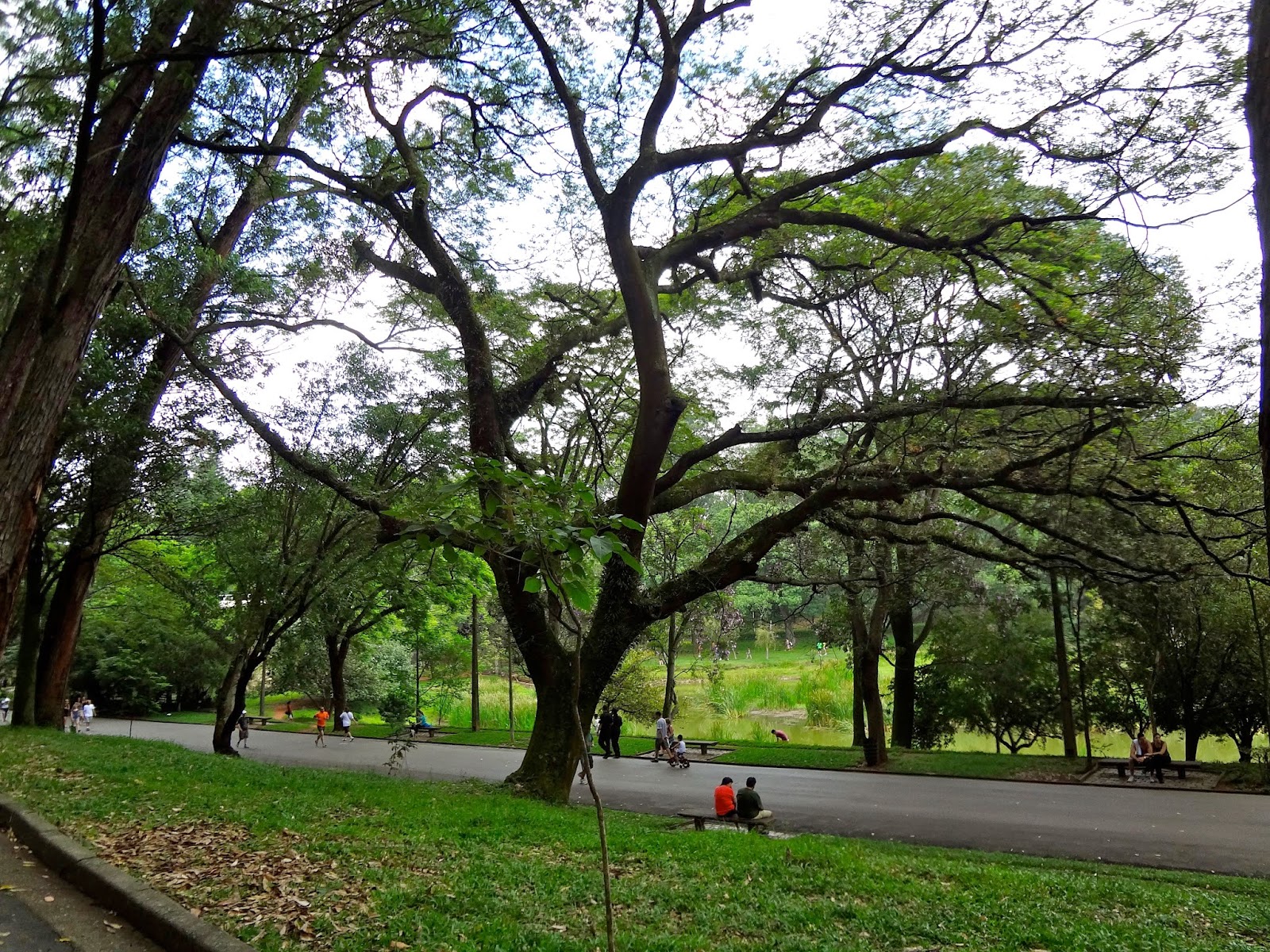Áreas Verdes Públicas por Habitante na Cidade de São Paulo ~ Áreas ...